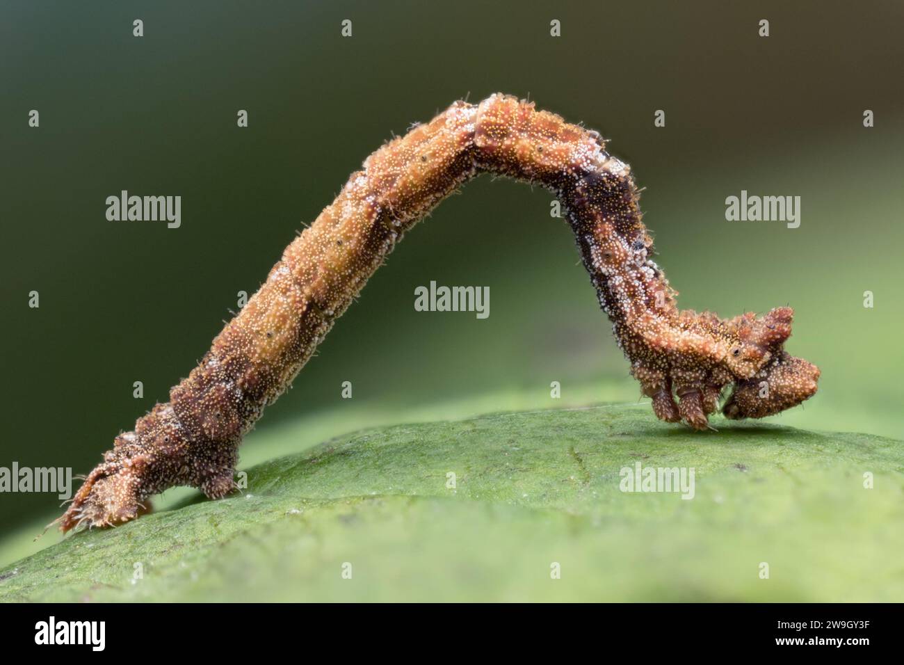 Common Emerald moth caterpillar (Hemithea aestivaria). Tipperary ...