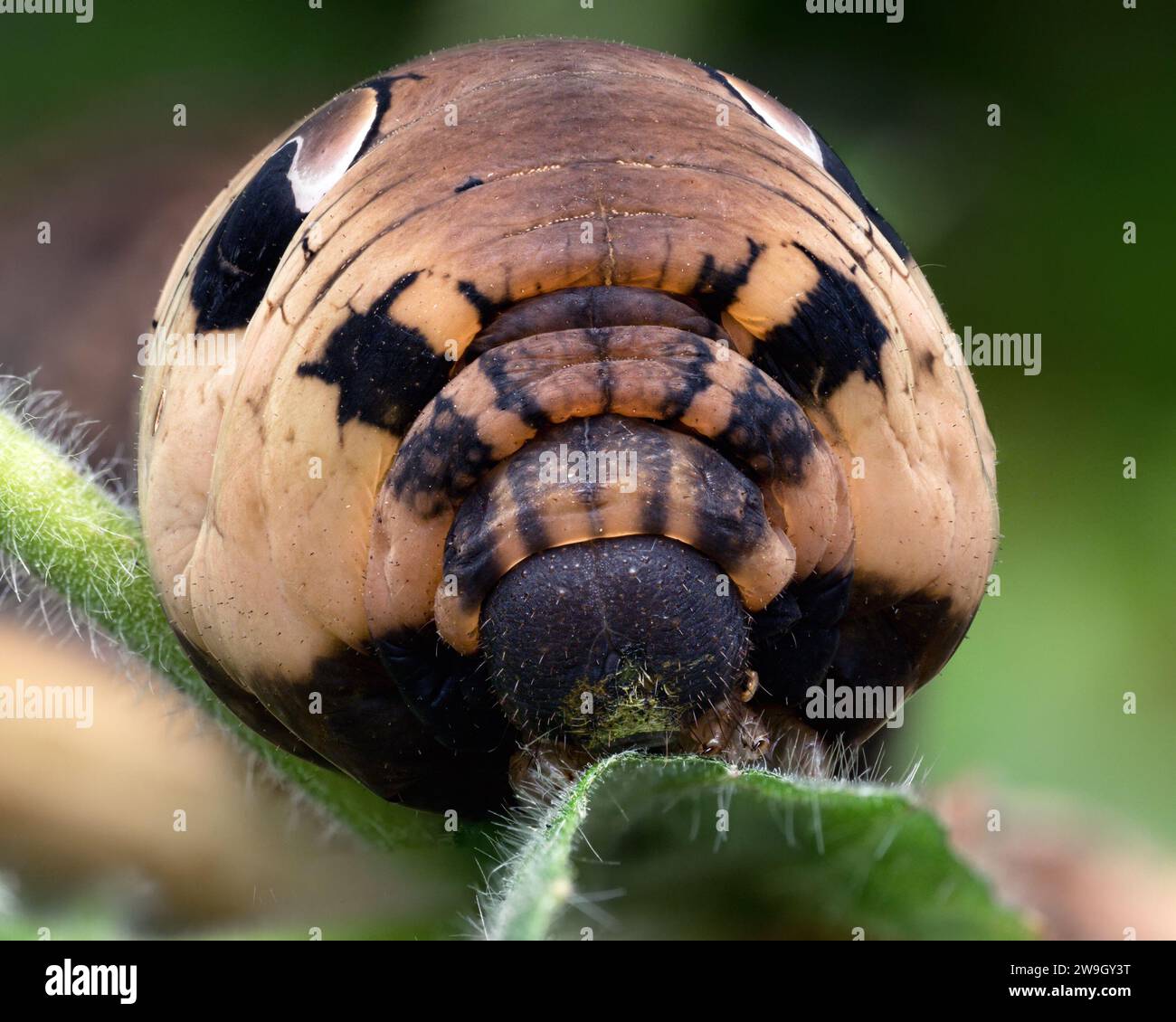 Frontal view of Elephant Hawk-moth caterpillar (Deilephila elpenor ...
