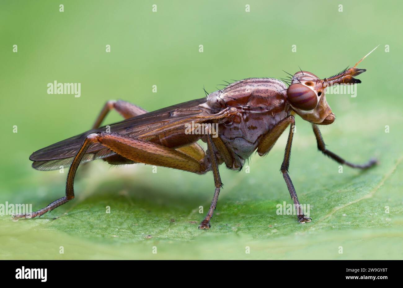 Snail-killing fly on leaf. Tipperary, Ireland Stock Photo - Alamy