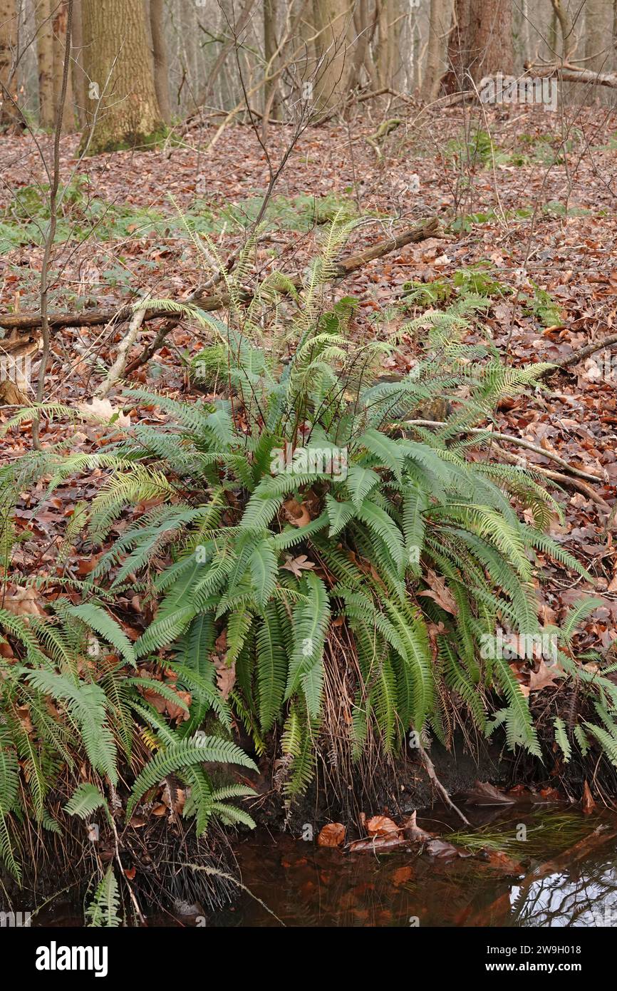 Natural vertical closeup on the European evergreen, Hard fern, Blechnum ...