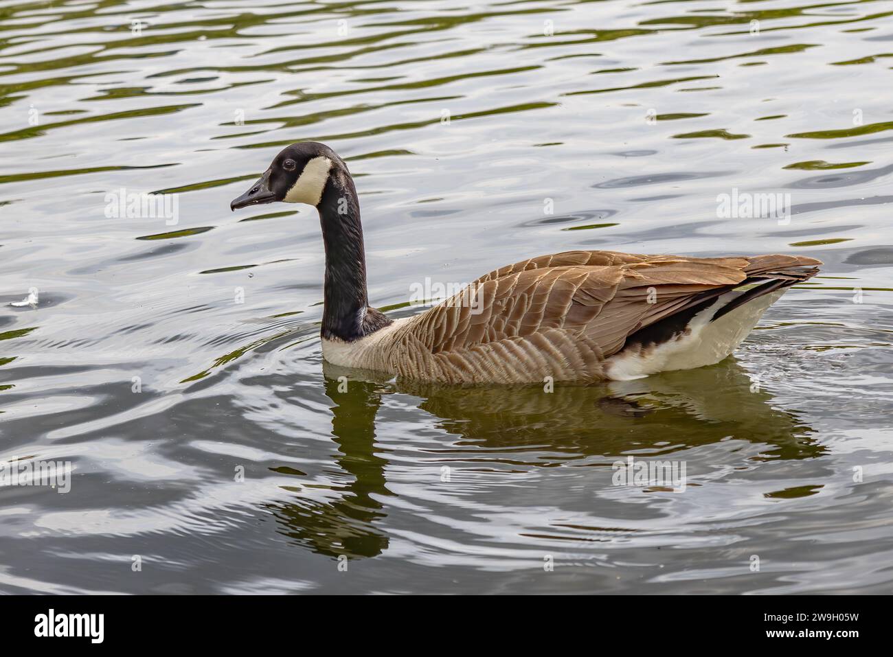 Canada goose (Branta canadensis), swimming in a pond. It is brown ...