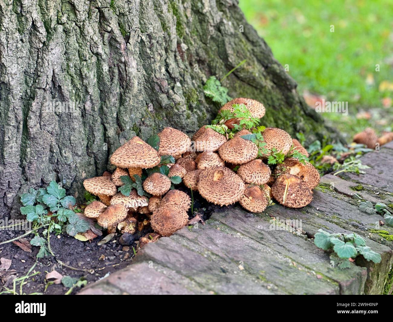 A closeup shot of a cluster of mushrooms growing in a park environment ...