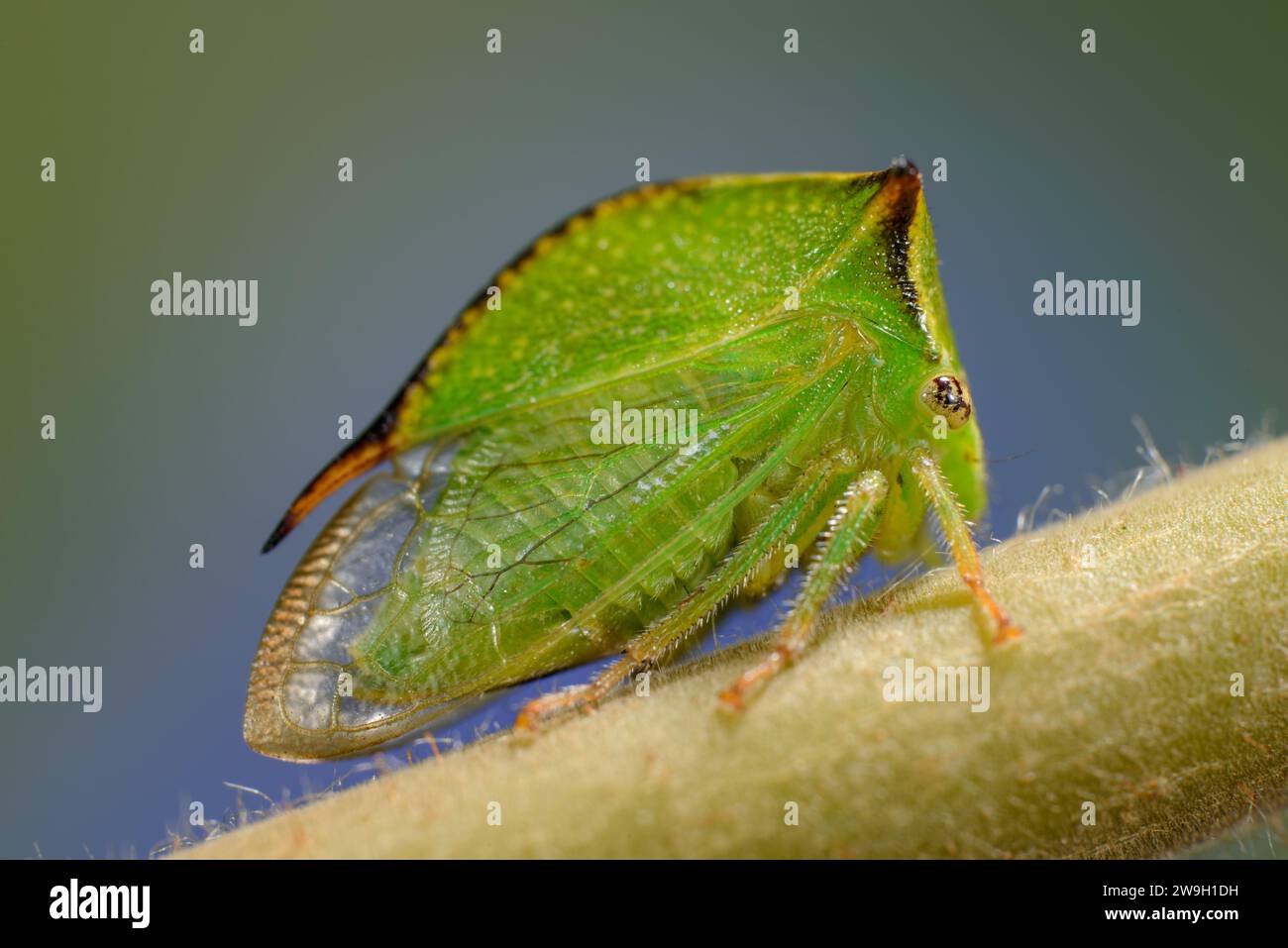 Buffalo treehopper sitting on a branch Stock Photo - Alamy