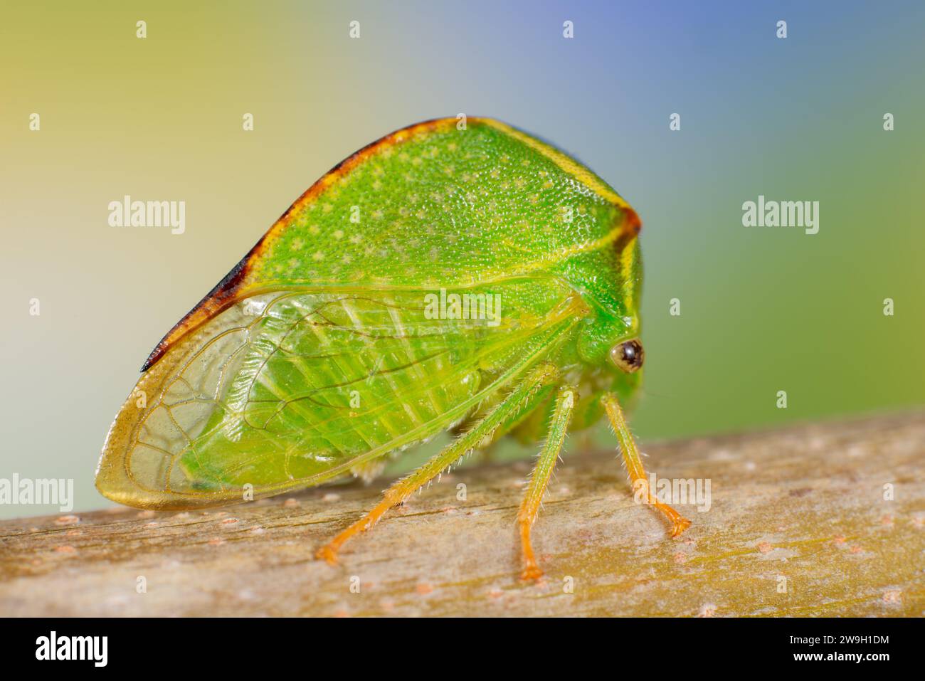 Buffalo treehopper sitting on a branch Stock Photo - Alamy