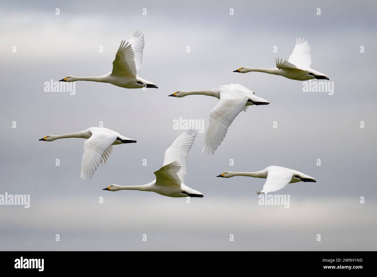 Composite image of a Bewick Swan (Cygnus Bewickii) flying right to left ...