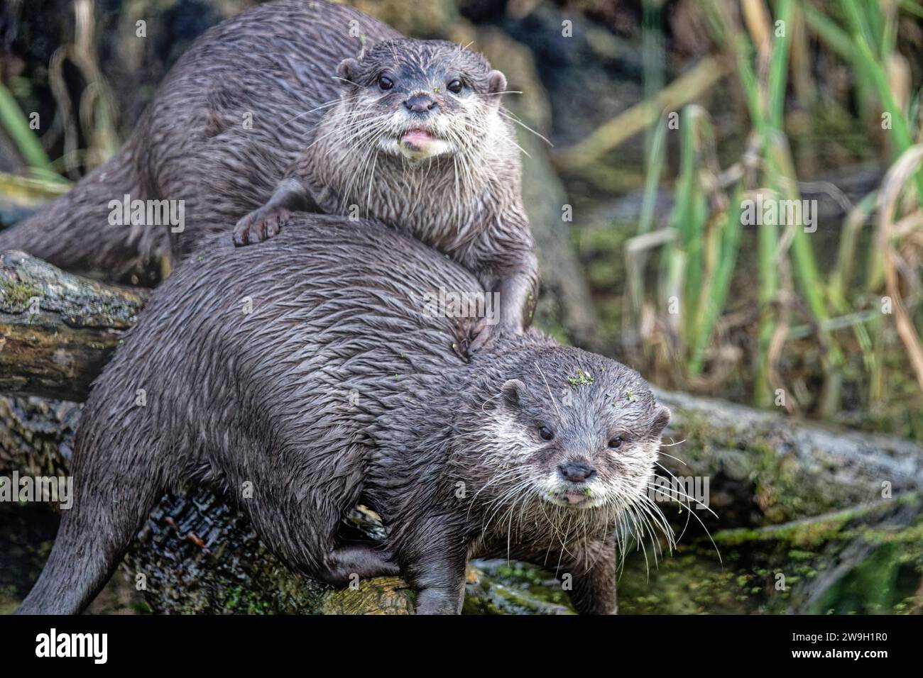 Pair of Eurasion Otters seen at the Wildlife and Wetland Trust ...