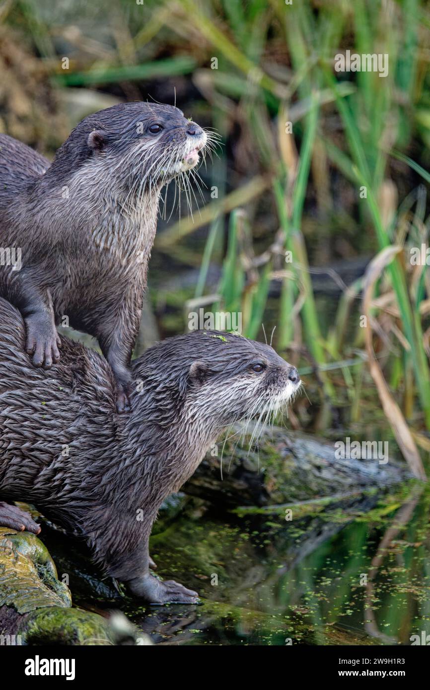 Pair of Eurasion Otters seen at the Wildlife and Wetland Trust ...