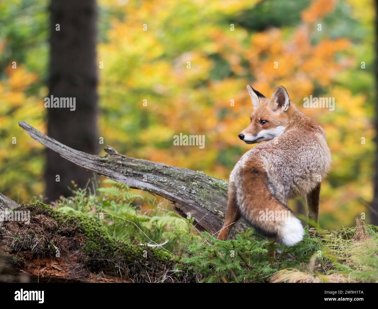 Cute Red Fox, Vulpes vulpes in fall forest. Beautiful animal in the ...