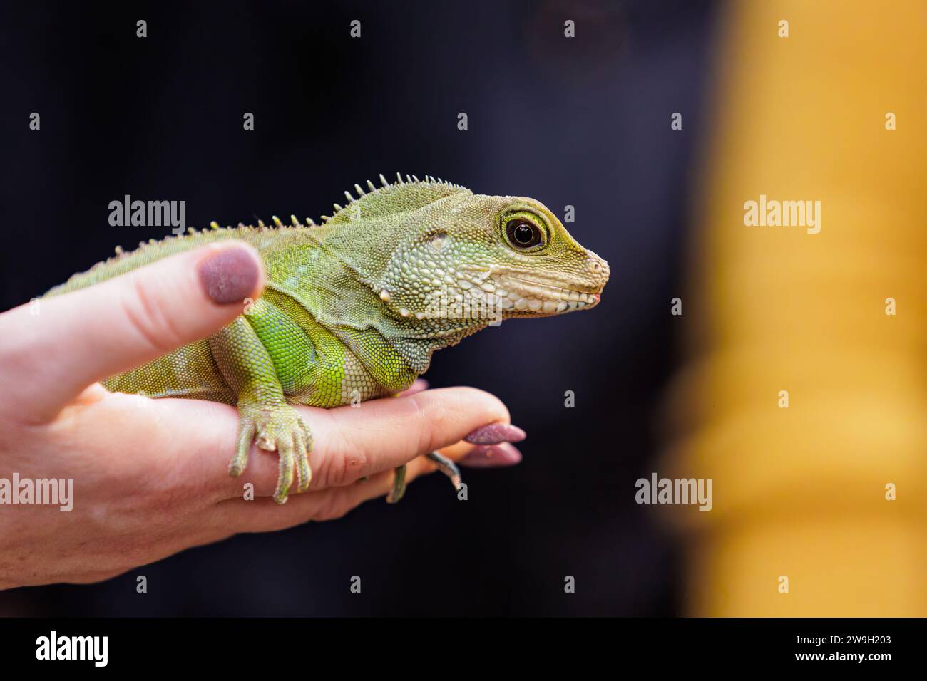 Chinese water dragon lizard on human hands Stock Photo - Alamy