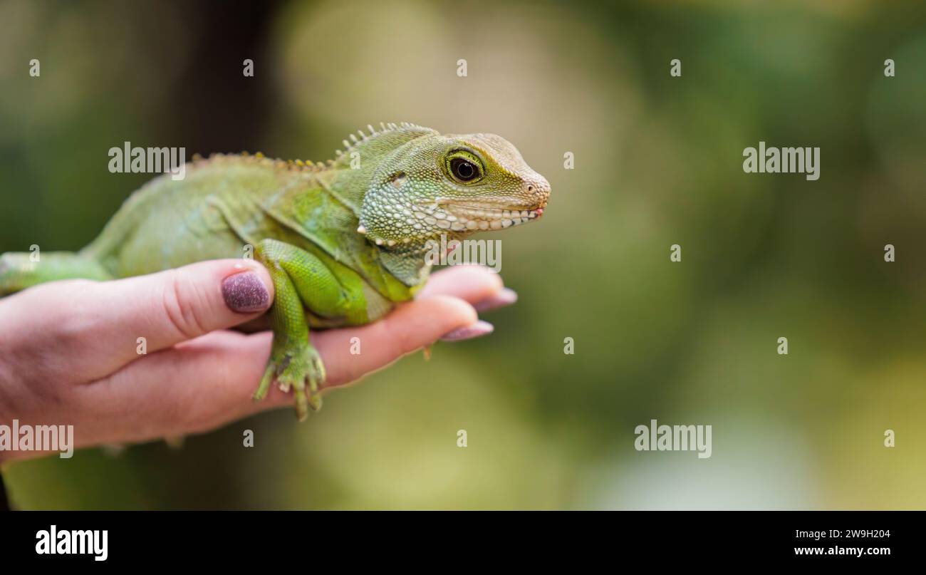 Chinese water dragon lizard on human hands Stock Photo - Alamy