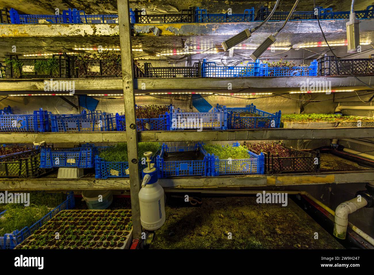 The microgreenery of Xara Lodge in Rabat, Malta Stock Photo - Alamy
