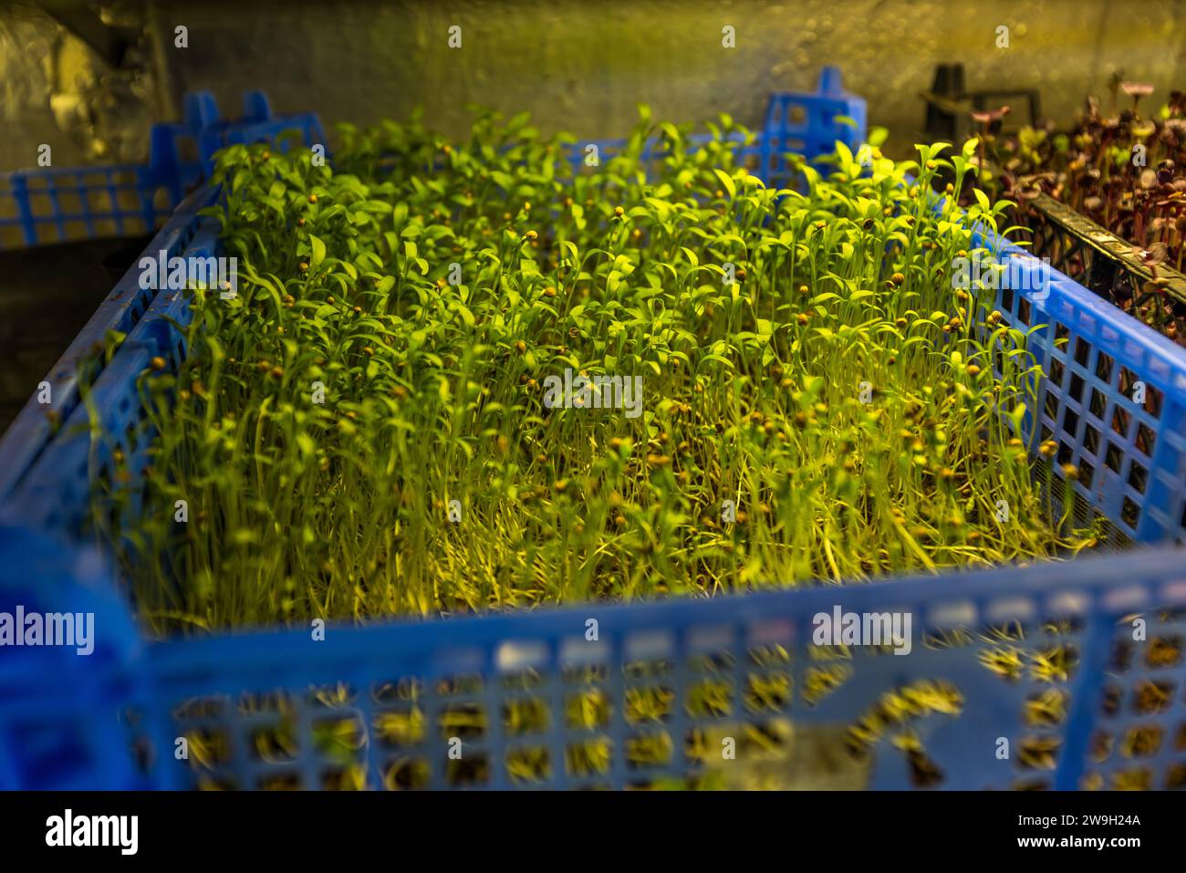 The microgreenery of Xara Lodge in Rabat, Malta Stock Photo - Alamy