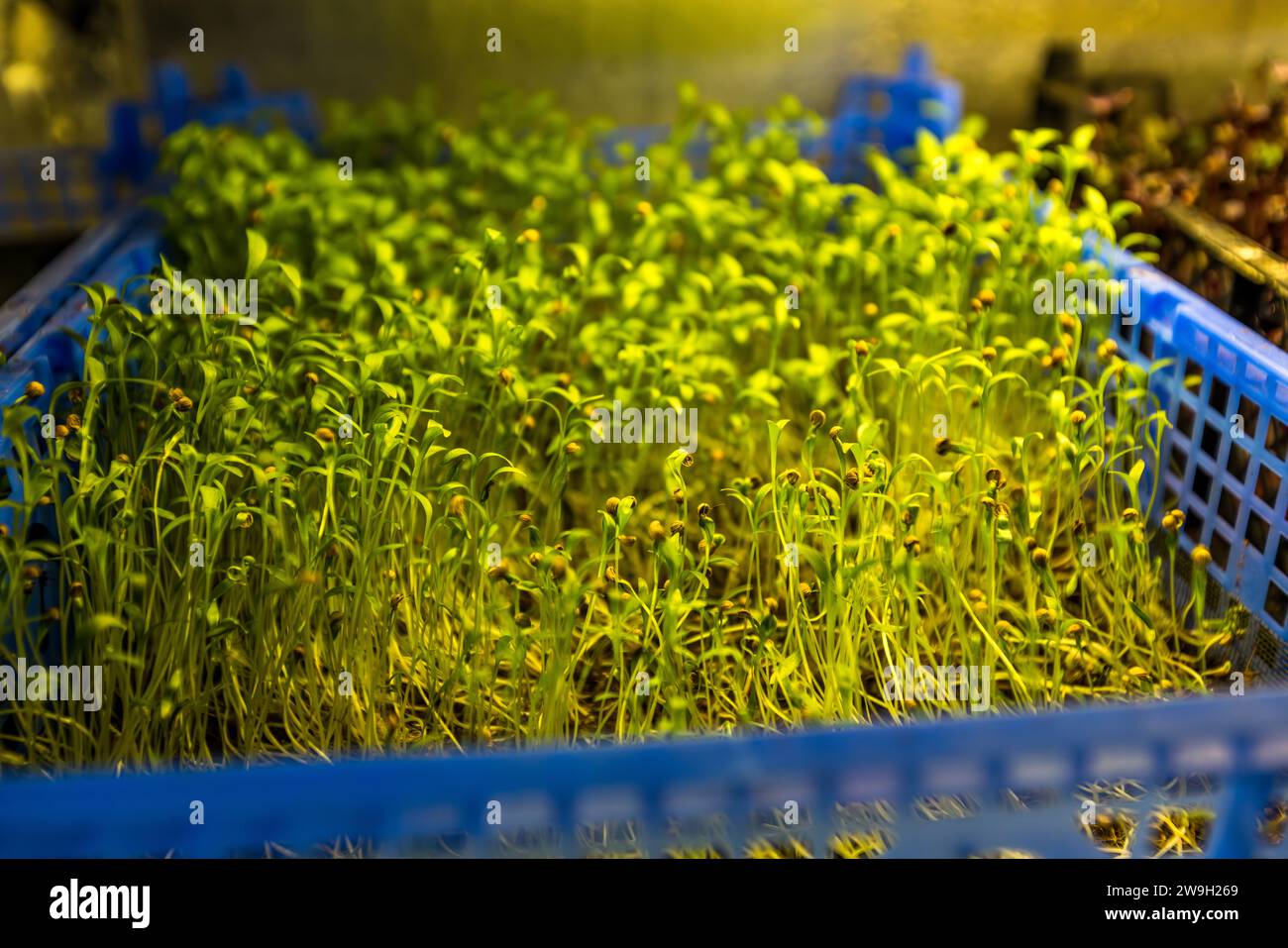 The microgreenery of Xara Lodge in Rabat, Malta Stock Photo - Alamy
