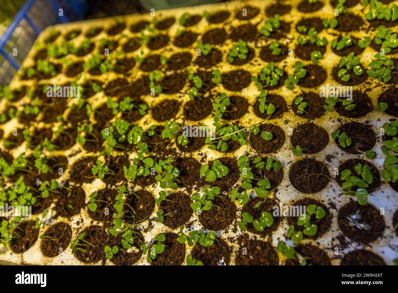 The microgreenery of Xara Lodge in Rabat, Malta Stock Photo - Alamy