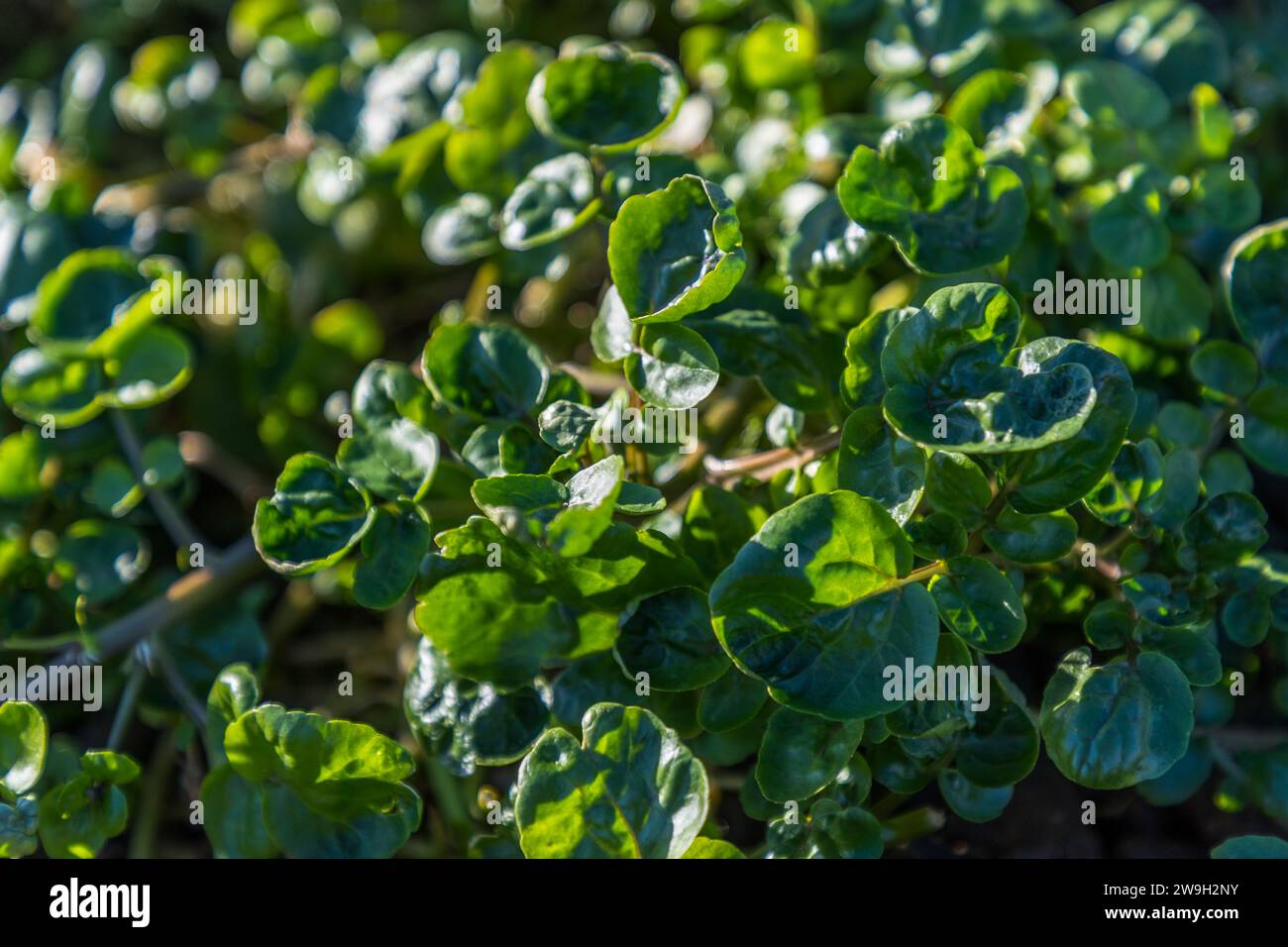 Sustainability Gardener of Xara Lodge in Rabat, Malta Stock Photo - Alamy