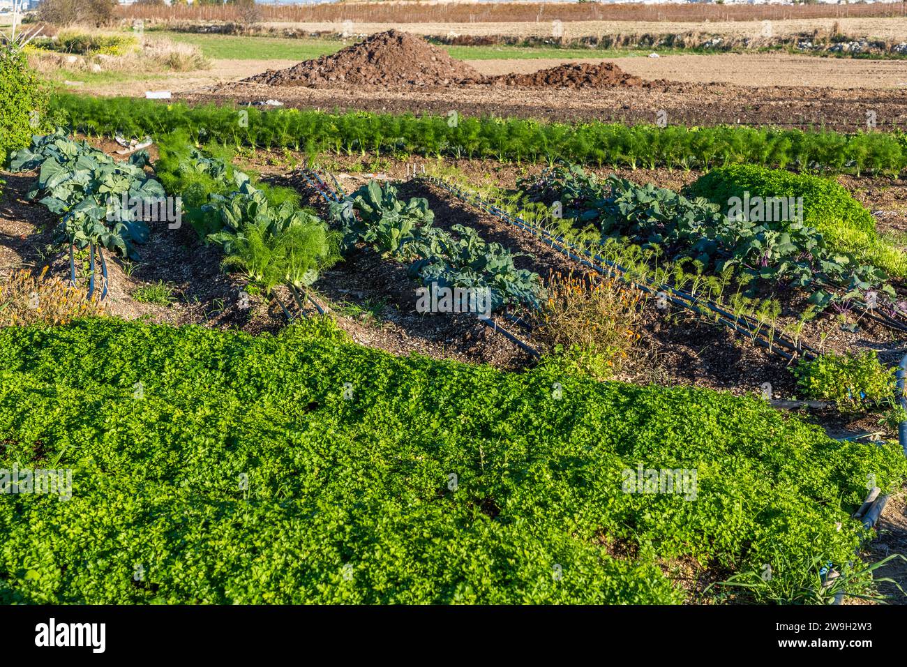 Sustainability Gardener of Xara Lodge in Rabat, Malta Stock Photo - Alamy