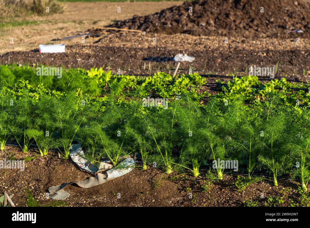 Sustainability Gardener of Xara Lodge in Rabat, Malta Stock Photo - Alamy