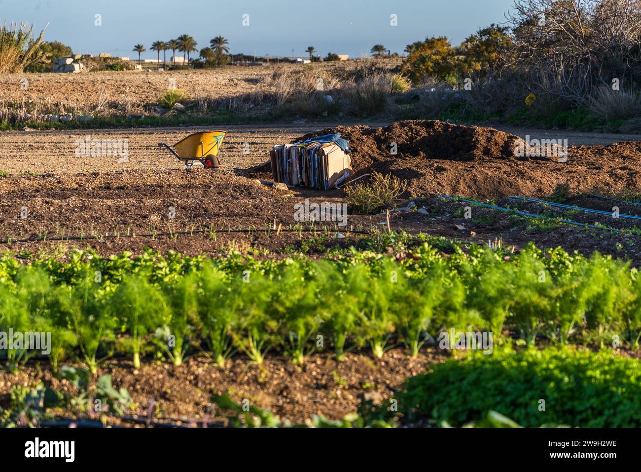 Sustainability Gardener of Xara Lodge in Rabat, Malta Stock Photo - Alamy