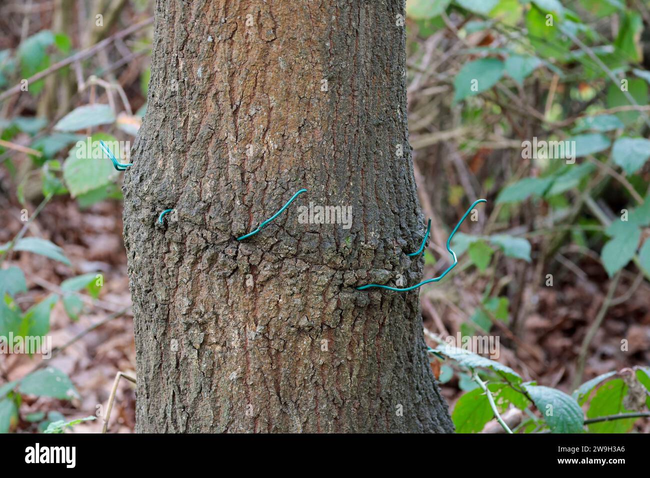Tree trunk with green plastic coated wires embedded possibly wire ...