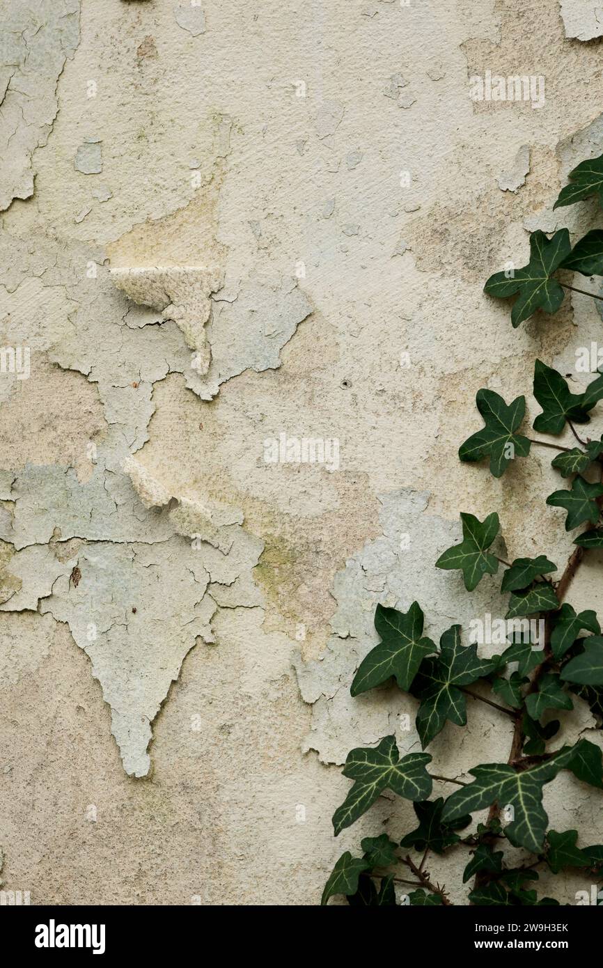 Texture old flaky white painted wall peeling weathered with ivy growing ...