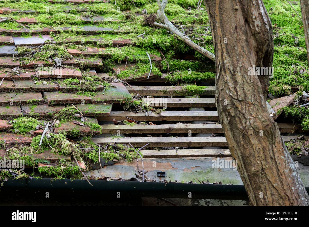 Derelict building roof tiles and battens moss covered loose and missing ...