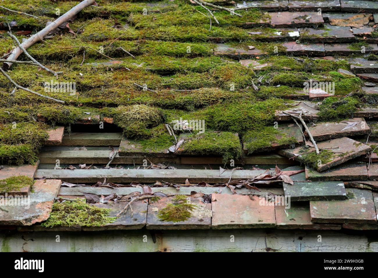 Derelict building roof tiles and battens moss covered loose and missing ...