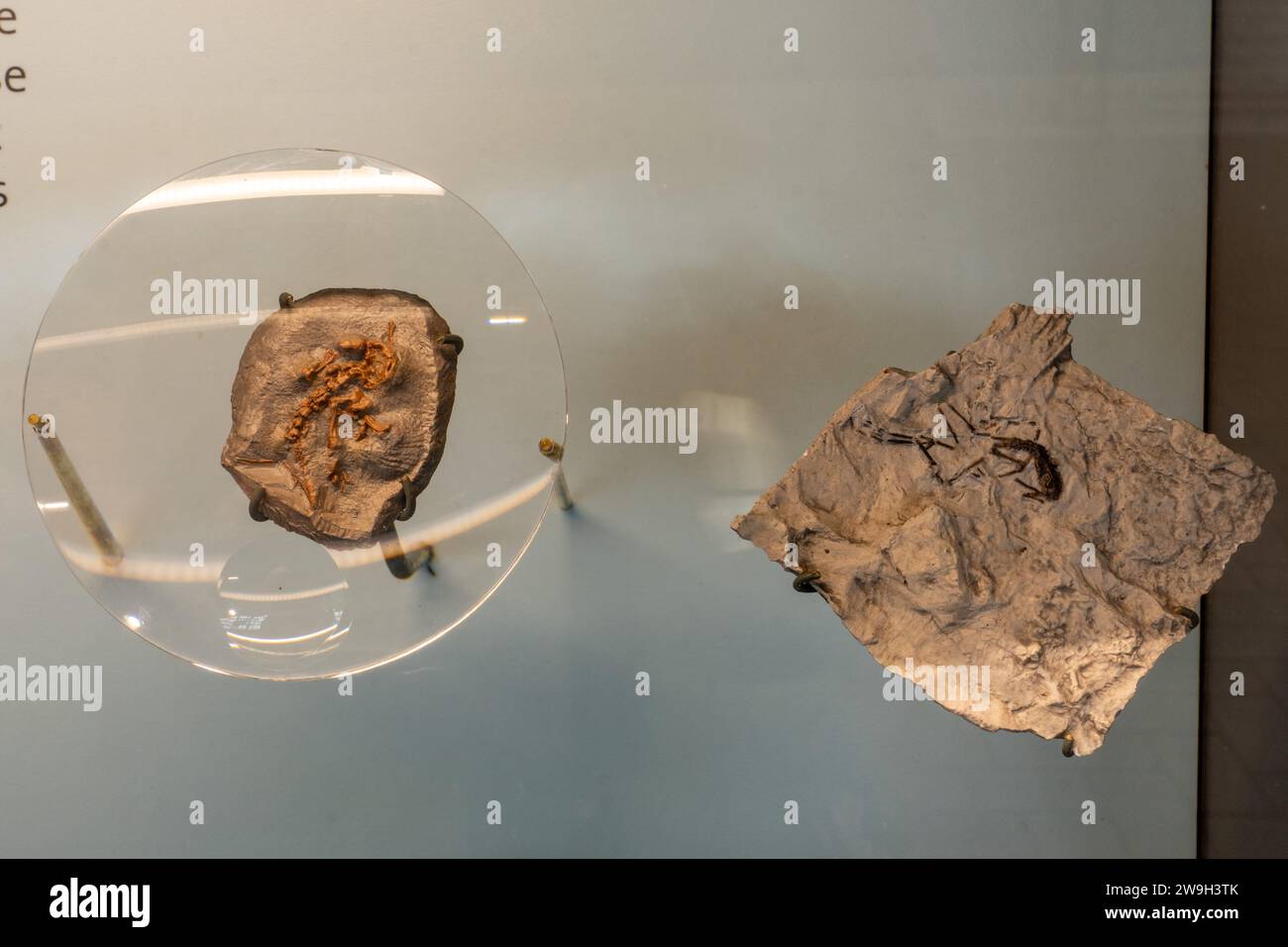 A fossilized skeleton of a salamander & a frog in the Quarry Exhibit ...