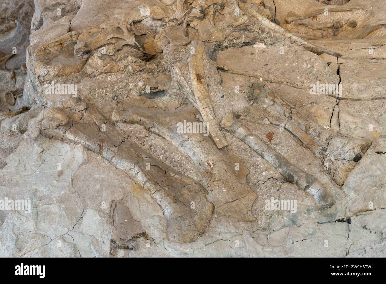 Partially-excavated dinosaur bones on the Wall of Bones in the Quarry ...
