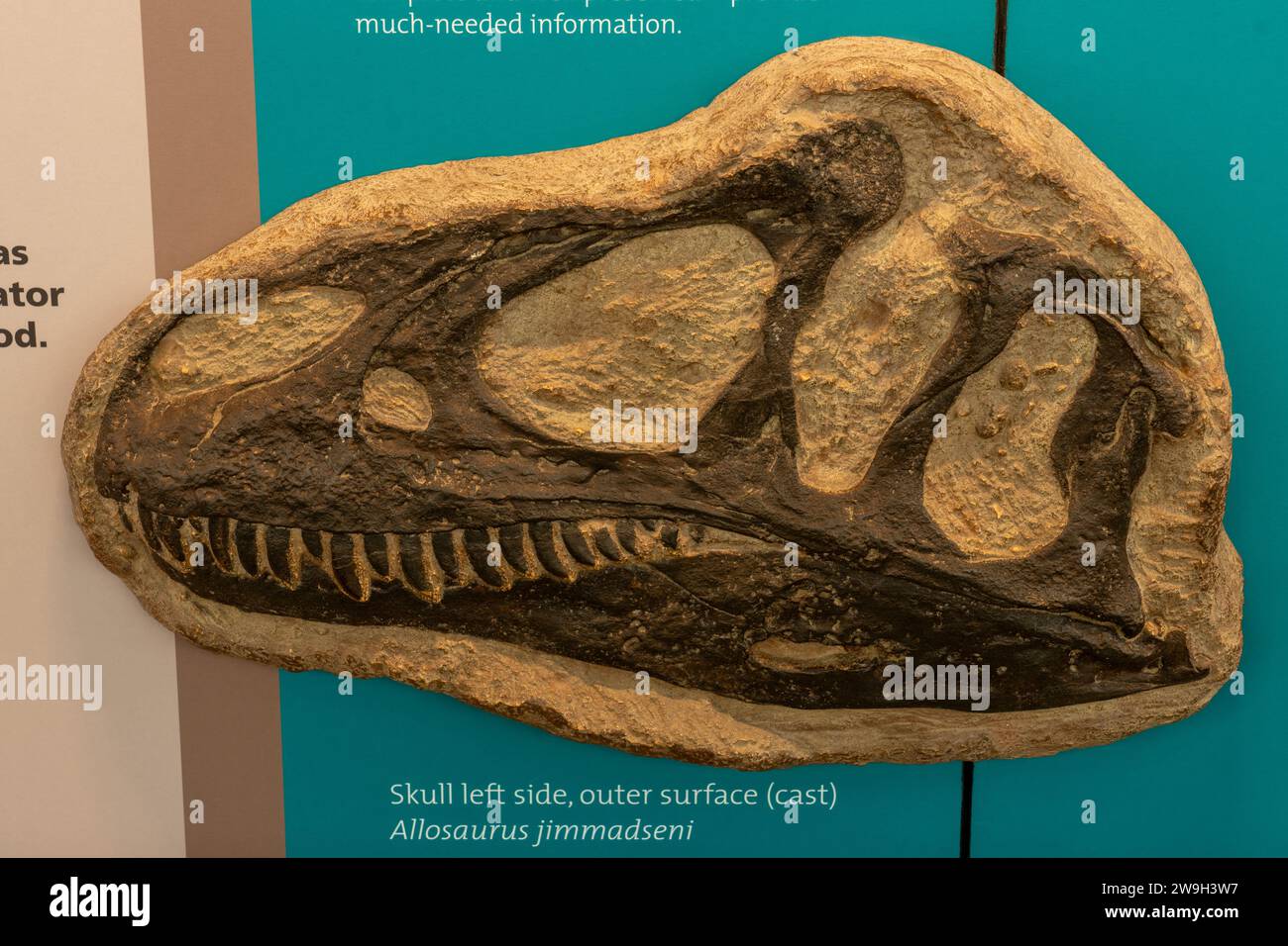 Cast of a fossilized skull of an Allosaurus jimmadseni in the Quarry ...