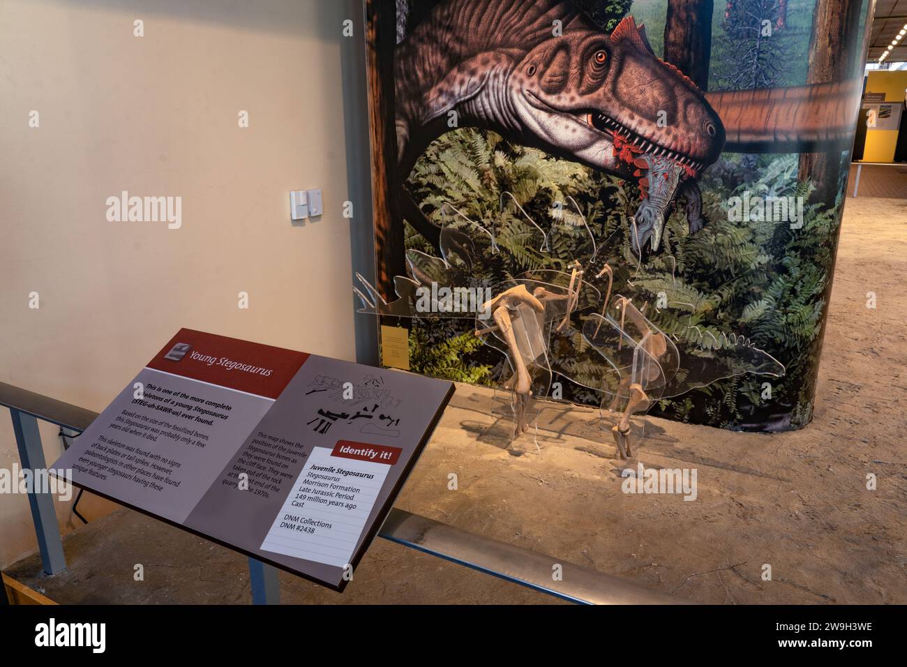 Display of the bones of a juvenile stegosaurus in the Quarry Exhibit ...