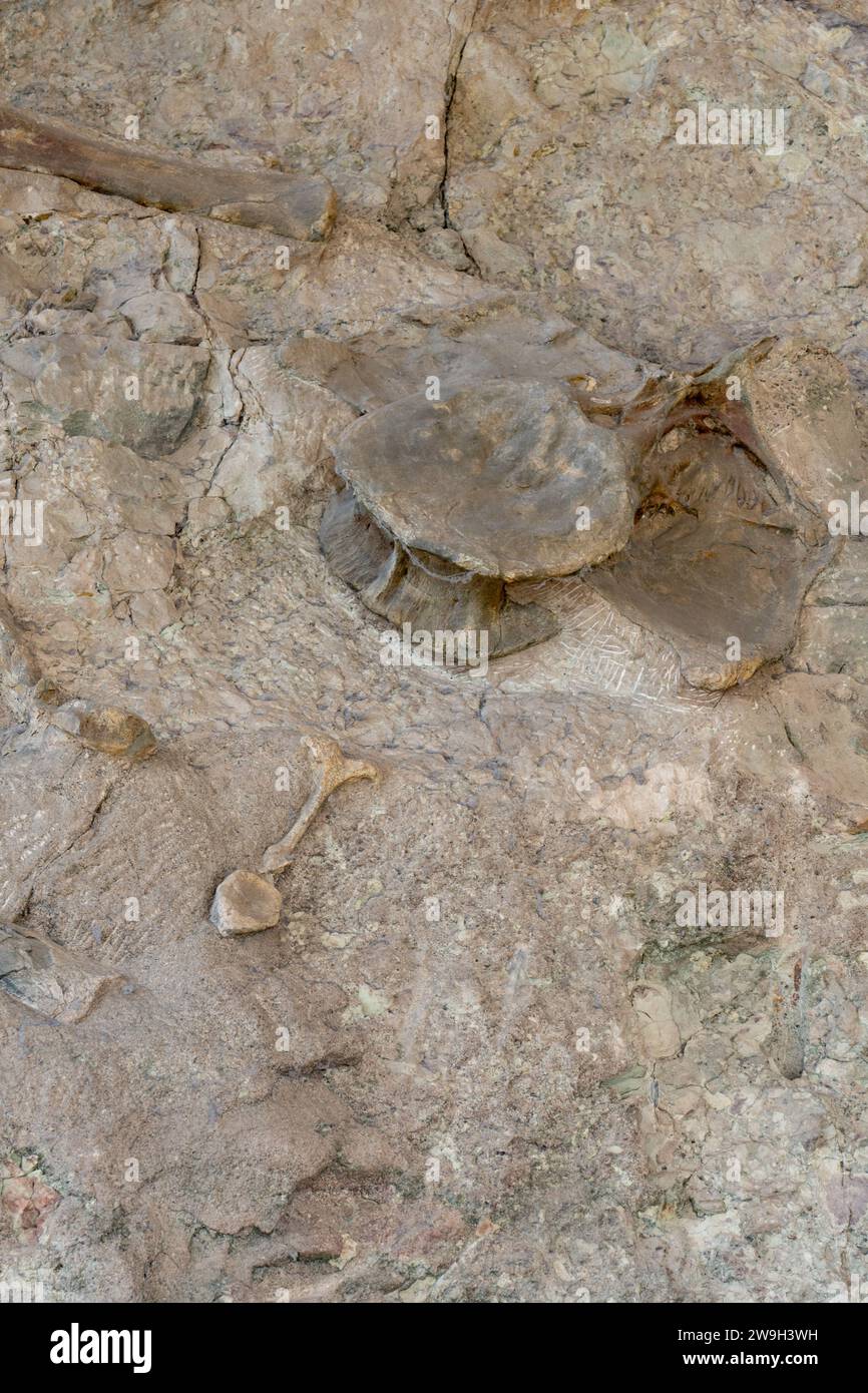 Partially-excavated dinosaur bones on the Wall of Bones in the Quarry ...
