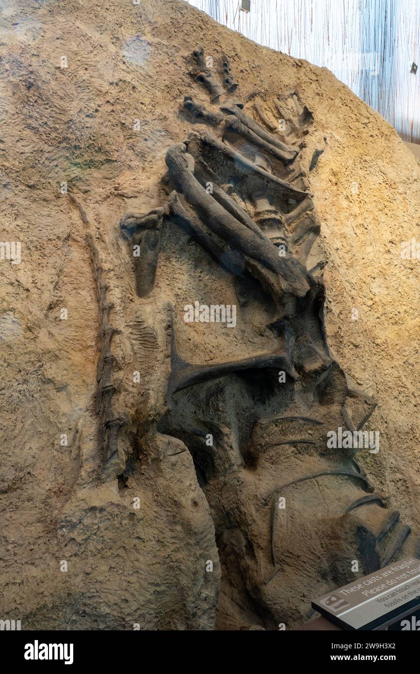Cast Of A Fossilized Skelton Of An Allosaurus Jimmadseni In The Quarry