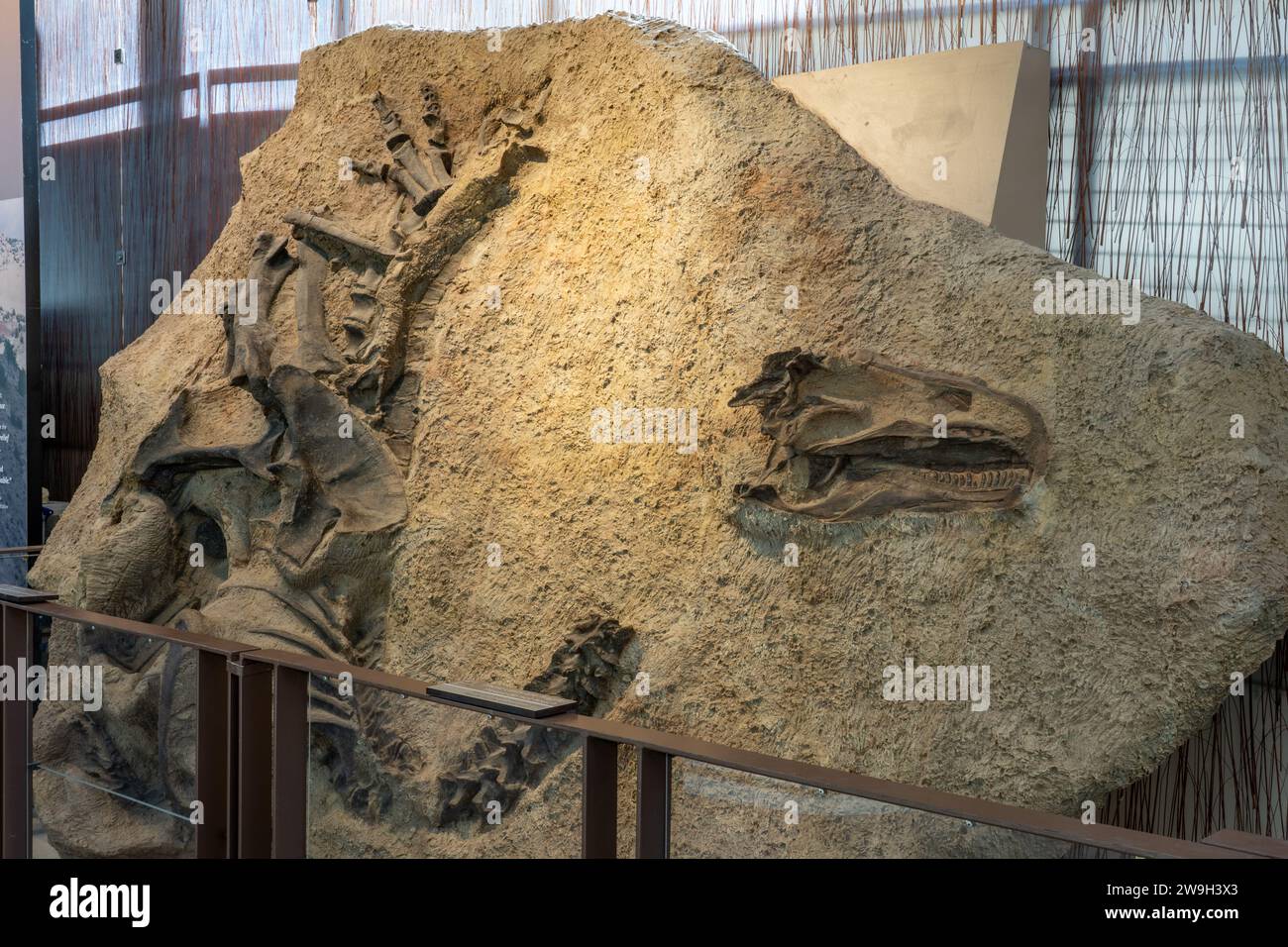 Cast of a fossilized skelton of an Allosaurus jimmadseni in the Quarry ...