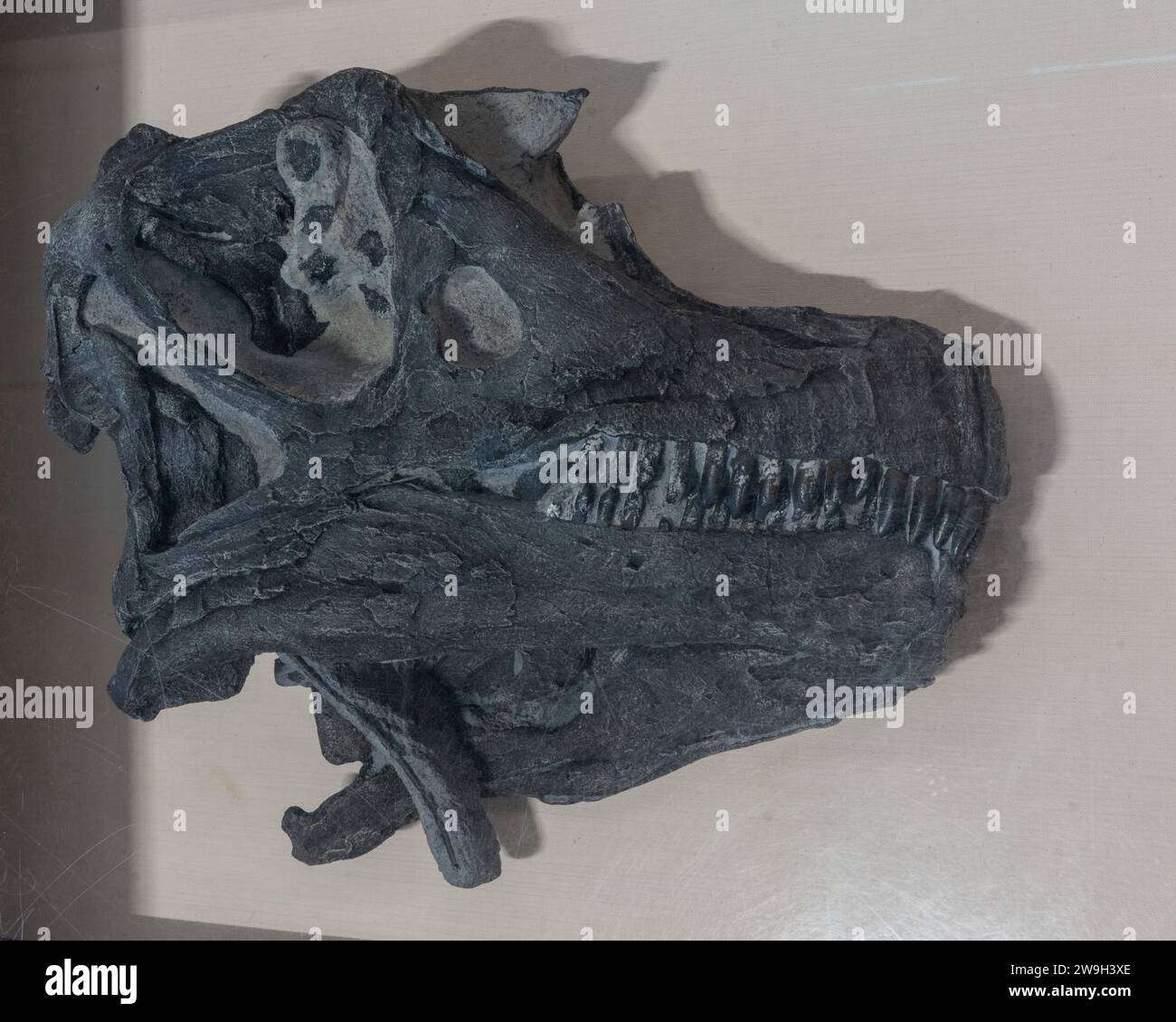 A fossilized skull of an Abydosaurus mcintoshi dinosaur in the Quarry ...