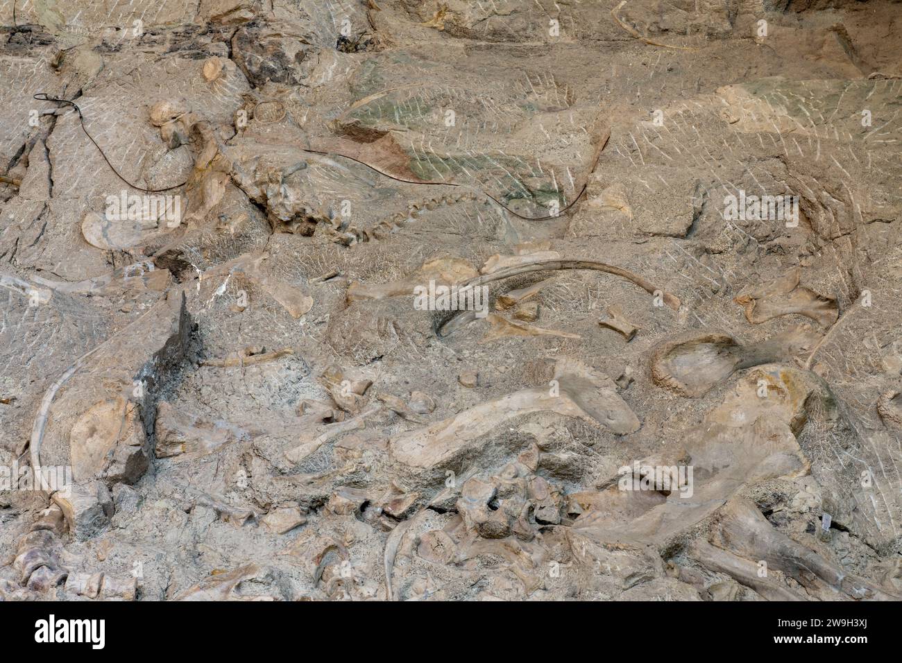 Partially-excavated dinosaur bones on the Wall of Bones in the Quarry ...