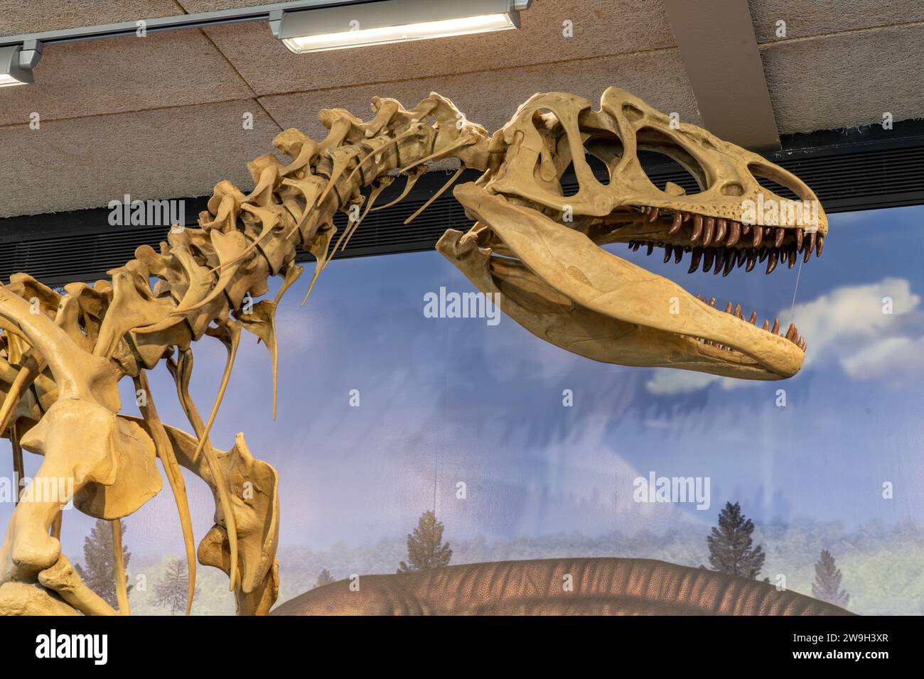 Detail of the skull & neck of an Allosaurus fragilis in the Quarry ...