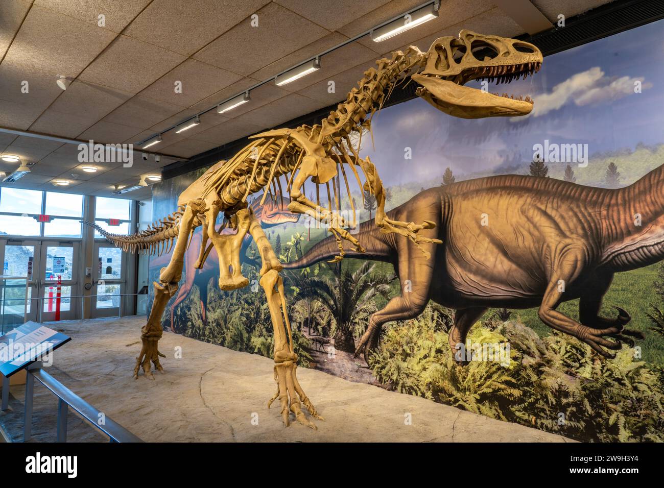 A skeleton cast of an Allosaurus fragilis in the Quarry Exhibit Hall at ...