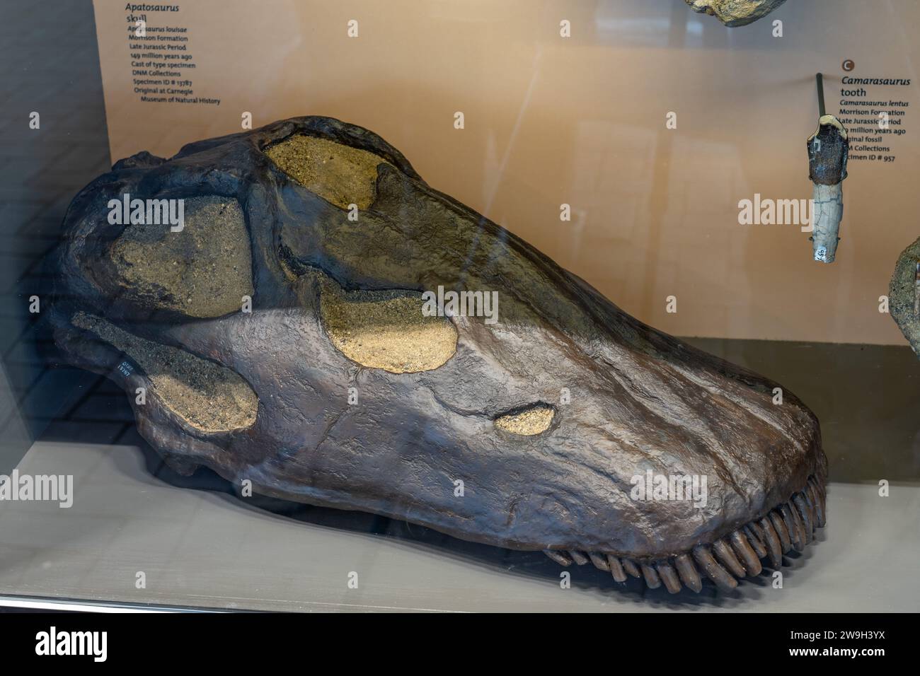 Apatosaurus louisae hi-res stock photography and images - Alamy