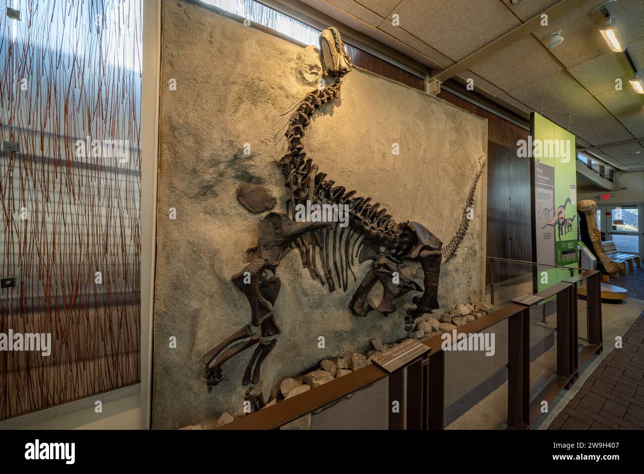 Fossilized skeleton of a young camarasaurus in the Quarry Exhibit Hall ...