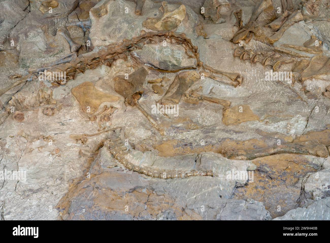 Partially-excavated dinosaur vertabra bones on the Wall of Bones in the ...