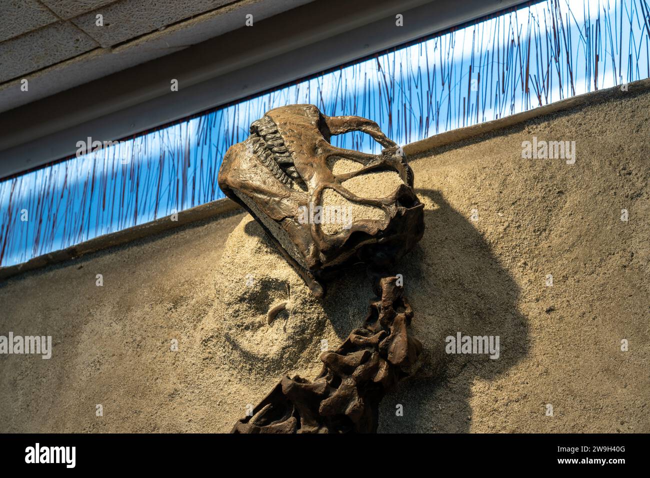 The fossilized skull of a young camarasaurus in the Quarry Exhibit Hall ...