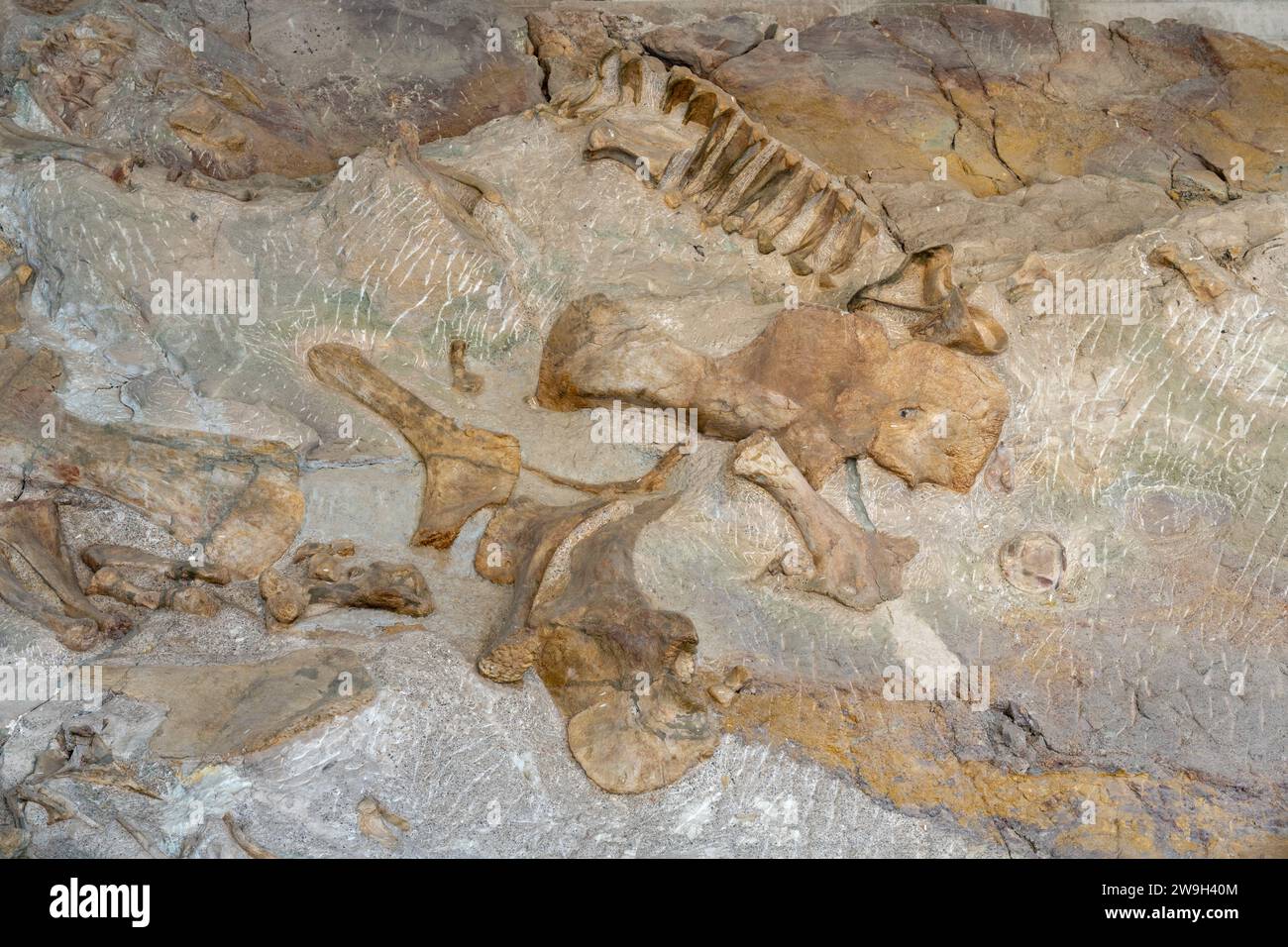 Partially-excavated dinosaur bones on the Wall of Bones in the Quarry ...