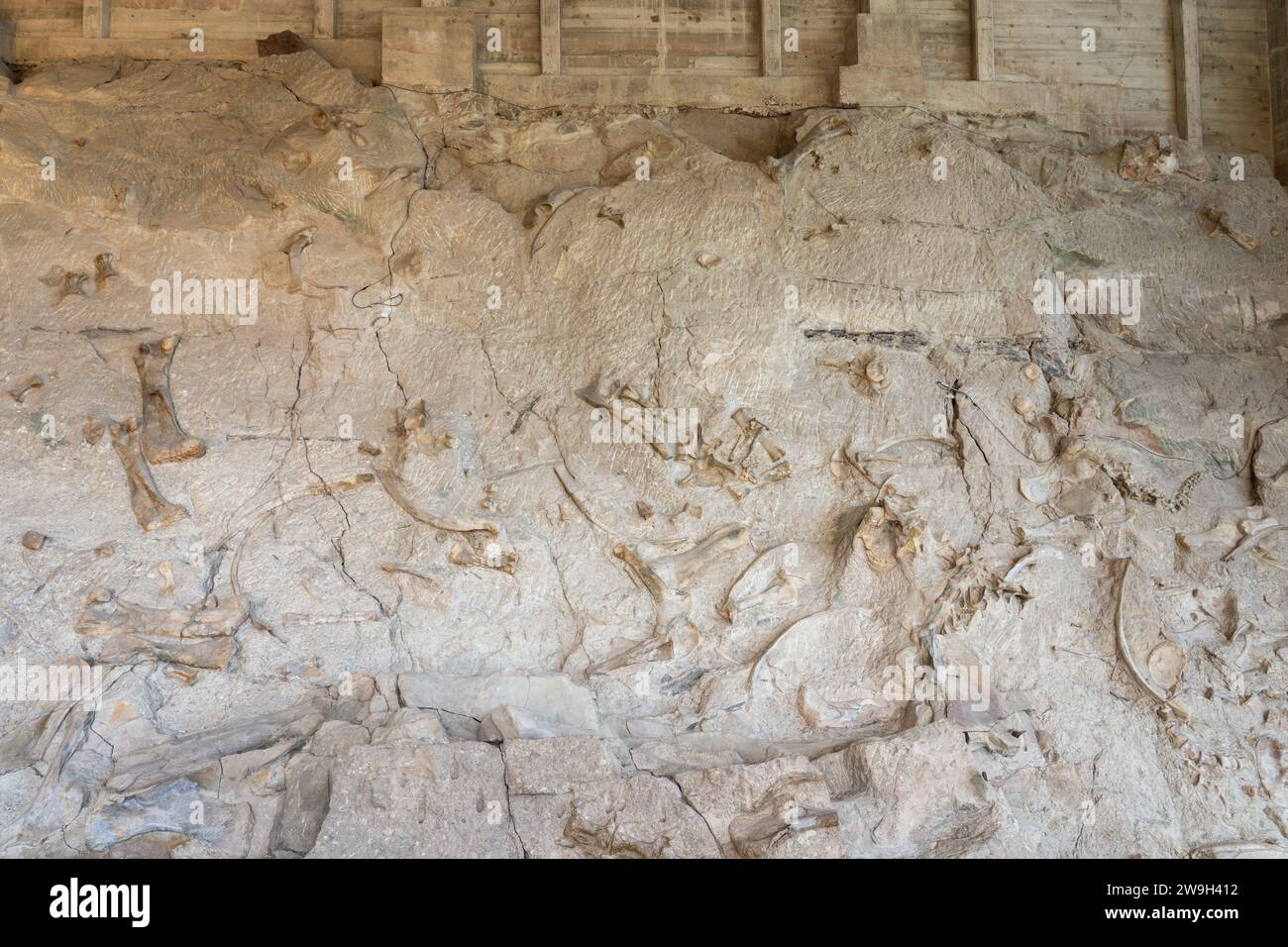 Partially-excavated dinosaur bones on the Wall of Bones in the Quarry ...