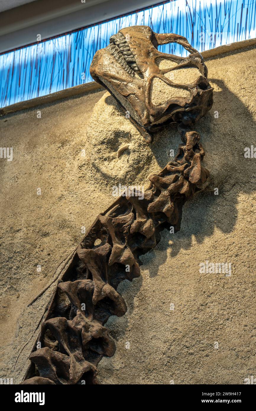 The fossilized skull & neck of a young camarasaurus in the Quarry ...