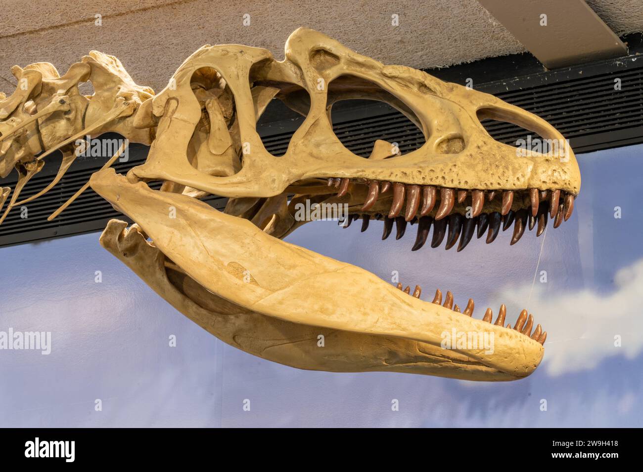 Detail of the skull of an Allosaurus fragilis in the Quarry Exhibit ...
