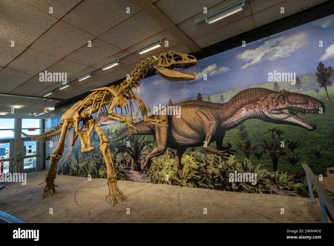 A skeleton cast of an Allosaurus fragilis in the Quarry Exhibit Hall at ...