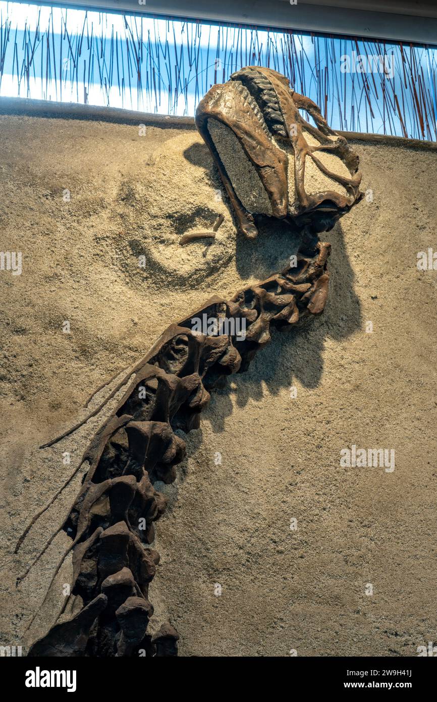 The fossilized skull & neck of a young camarasaurus in the Quarry ...