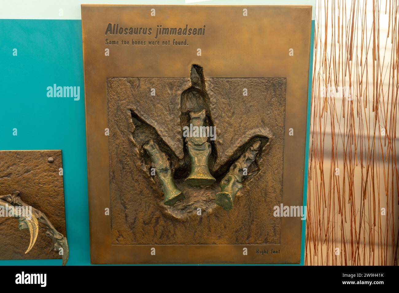Bronze cast of foot bones of an Allosaurus jimmadseni in the Quarry ...
