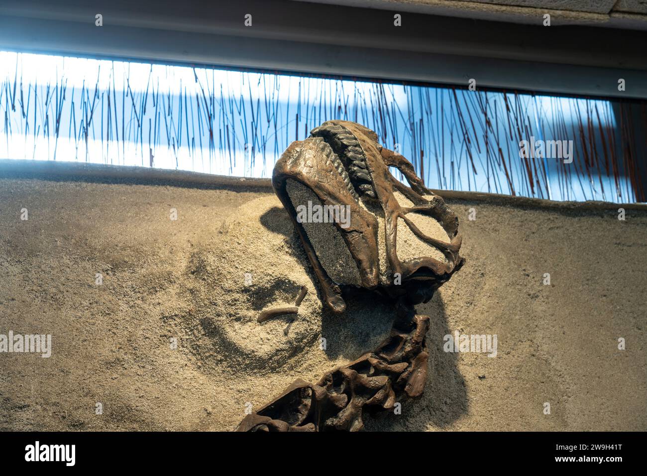 The fossilized skull of a young camarasaurus in the Quarry Exhibit Hall ...