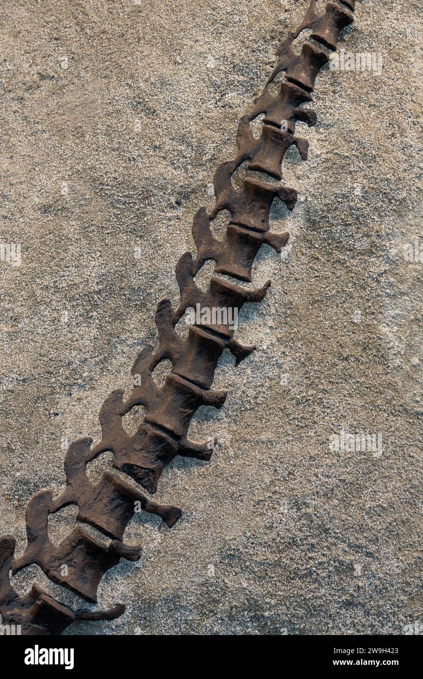 Fossilized tail bones of a young camarasaurus in the Quarry Exhibit ...